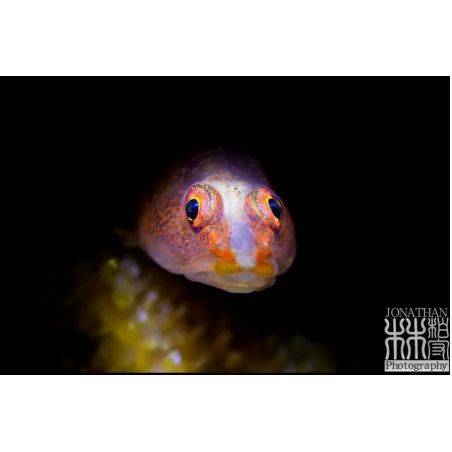 Lampe Snoot DIVEPRO MP30 210000Lx - 5°